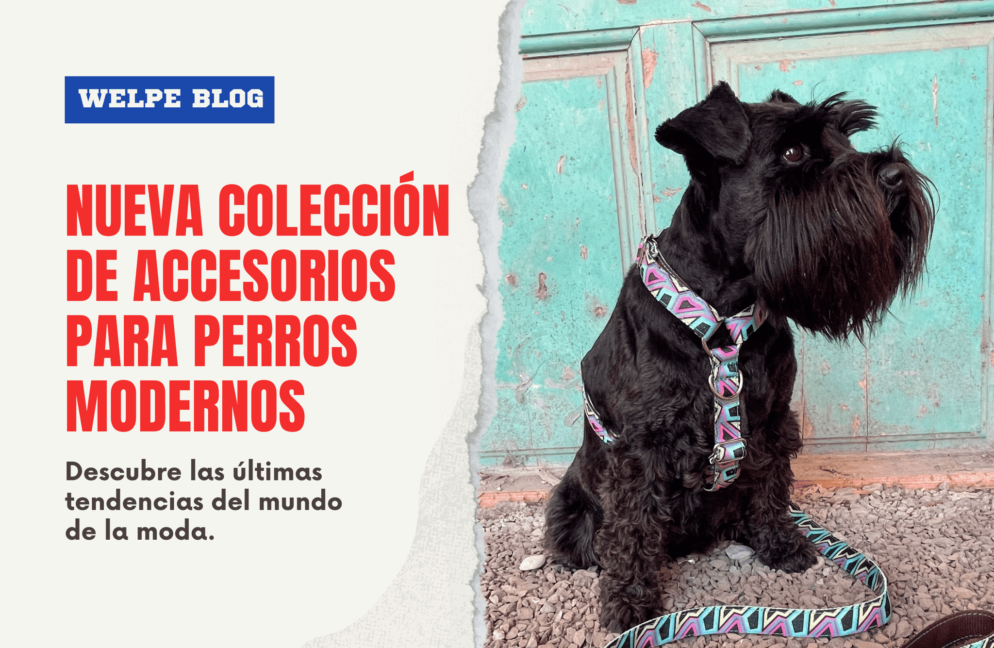 Accesorios para perros modernos - nueva colección – welpe